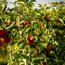 Jonagold Apple Trees For Sale Online | The Tree Center™