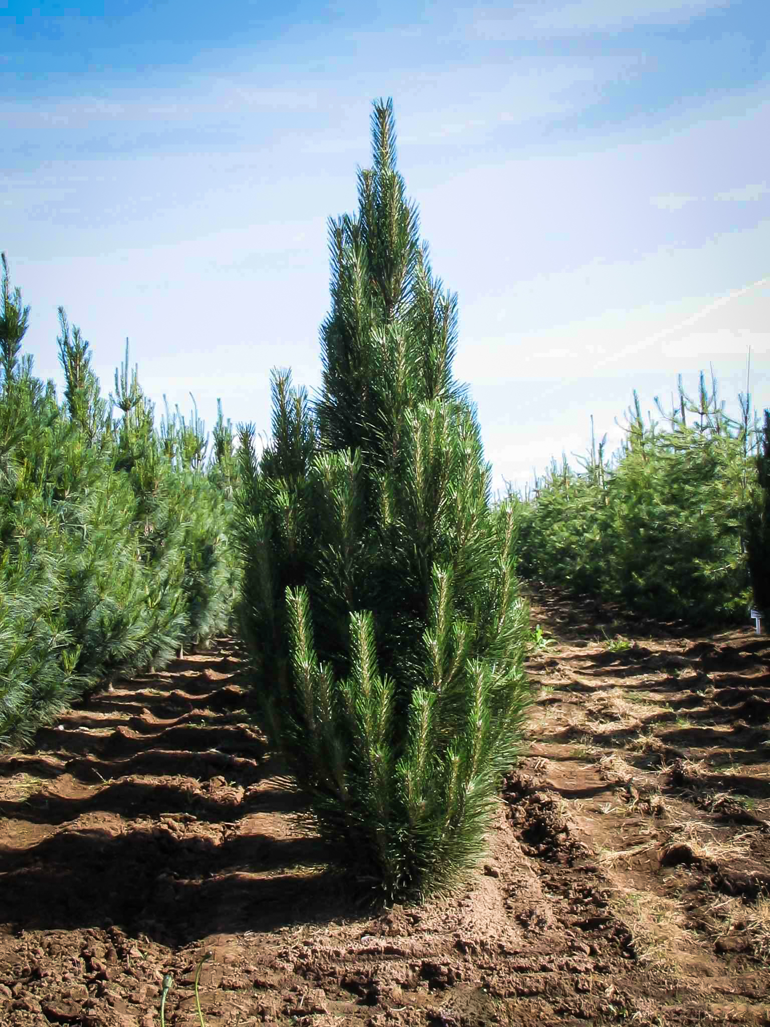 Arnold Sentinel Austrian Pine Trees For Sale | The Tree Center™