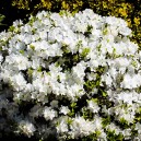 Autumn Angel™ Encore® Azalea For Sale Online | The Tree Center