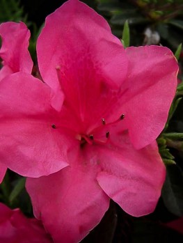 Autumn Princess Encore Azalea | The Tree Center™