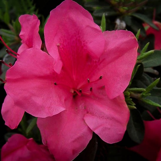 Autumn Carnival™ Encore® Azalea For Sale | The Tree Center™