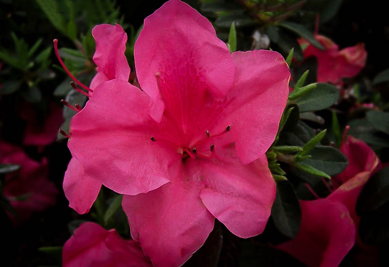 Autumn Carnival™ Encore® Azalea For Sale | The Tree Center™
