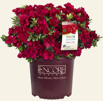 Autumn Fire Encore Azaleas For Sale Online | The Tree Center™