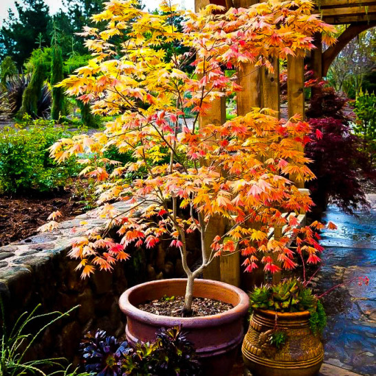 Buy Autumn Moon Japanese Maple For Sale | The Tree Center™