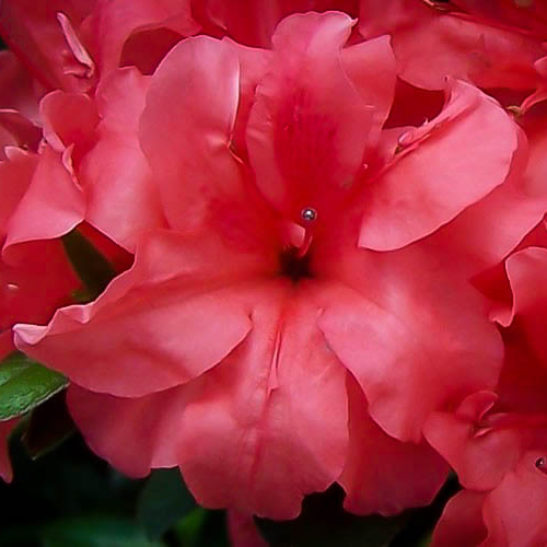 Autumn Princess Encore Azalea | The Tree Center™