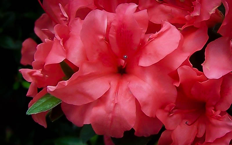 Autumn Princess Encore Azalea | The Tree Center™