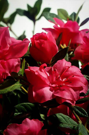 Buy Autumn Rouge™ Encore® Azaleas Online | The Tree Center™