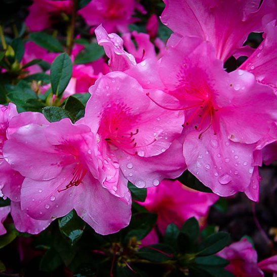 Autumn Royalty Encore Azaleas For Sale | The Tree Center™