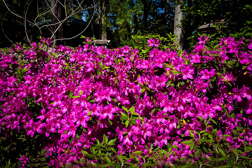 Autumn Royalty Encore Azaleas For Sale | The Tree Center™