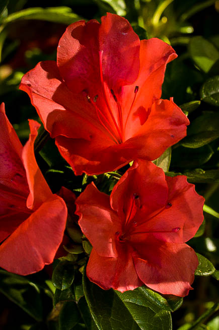 Autumn Sunset Encore Azaleas For Sale | The Tree Center™