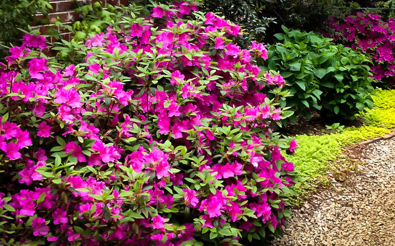 Autumn Amethyst™ Encore® Azaleas For Sale | The Tree Center™
