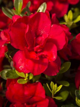 Autumn Sunset Encore Azaleas For Sale | The Tree Center™