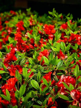 Autumn Sunset Encore Azaleas For Sale | The Tree Center™