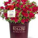 Autumn Bonfire™ Encore® Azaleas For Sale | The Tree Center™