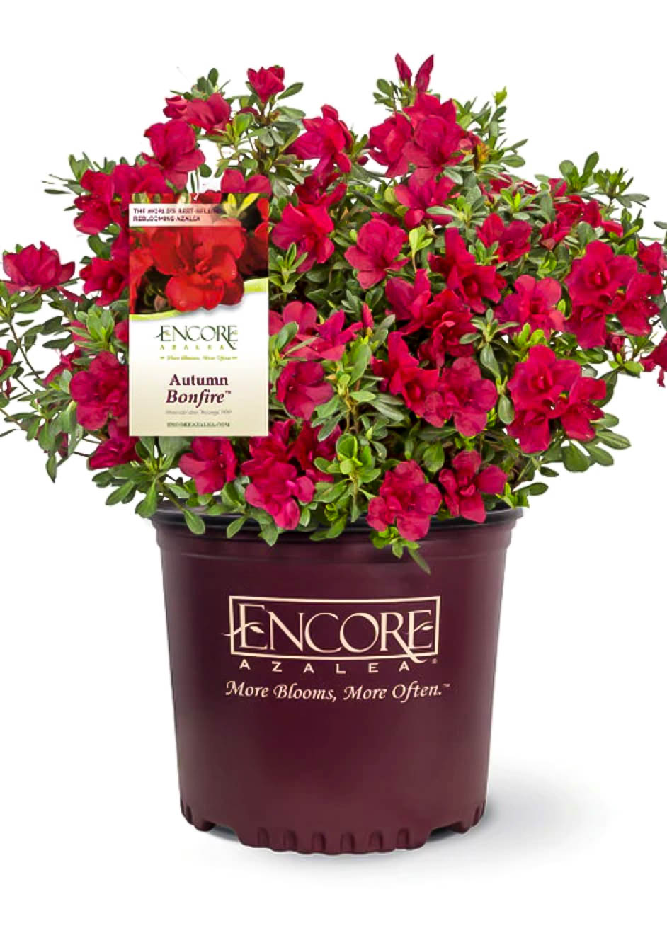 Autumn Bonfire™ Encore® Azaleas For Sale | The Tree Center™