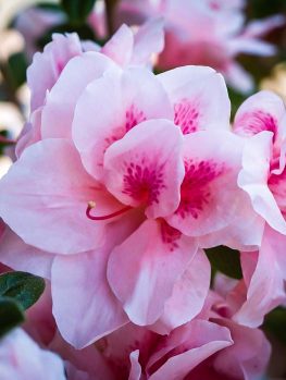 Autumn Sunset Encore Azaleas For Sale | The Tree Center™