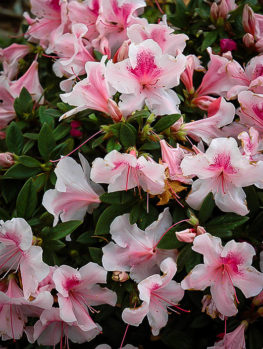 Autumn Sunset Encore Azaleas For Sale | The Tree Center™