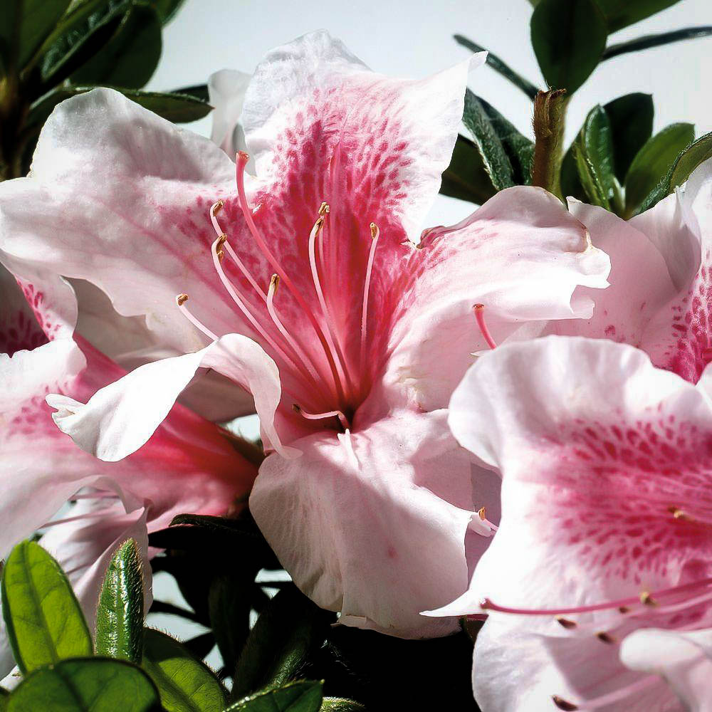 Autumn Chiffon™ Encore® Azaleas For Sale | The Tree Center™