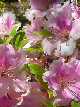 Our Newest Trees, Shrubs and Plants | The Tree Center™