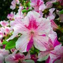 Autumn Twist™ Encore® Azaleas For Sale | The Tree Center™