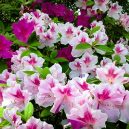 Autumn Twist™ Encore® Azaleas For Sale | The Tree Center™