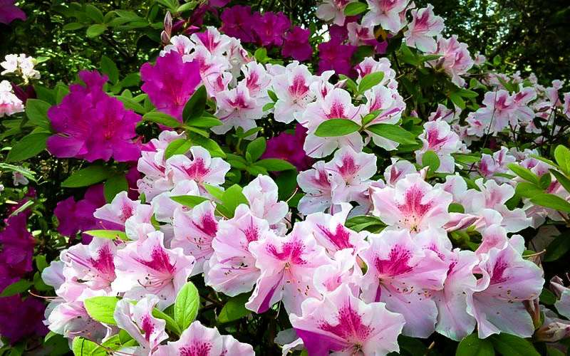 Autumn Twist™ Encore® Azaleas For Sale | The Tree Center™