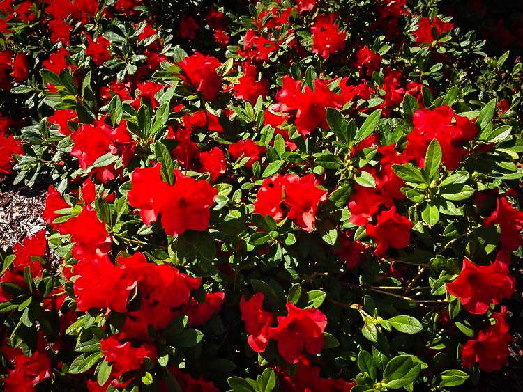 Autumn Bravo™ Encore® Azaleas For Sale | The Tree Center™