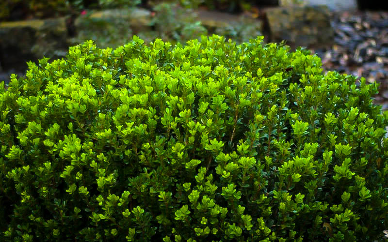 Baby Gem Boxwood Shrubs For Sale | The Tree Center™