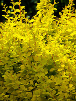 Lime Glow Japanese Barberry Shrubs For Sale | The Tree Center™