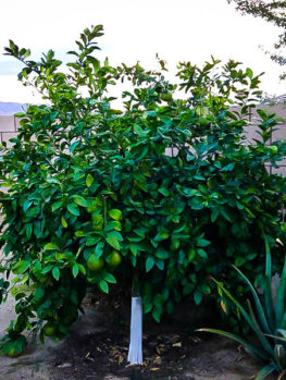Citrus Trees For Sale | Buy Citrus Plants Online | The Tree Center™