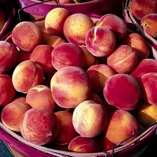 Belle of Georgia Peach Tree For Sale | The Tree Center™