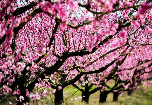 Belle of Georgia Peach Tree For Sale | The Tree Center™