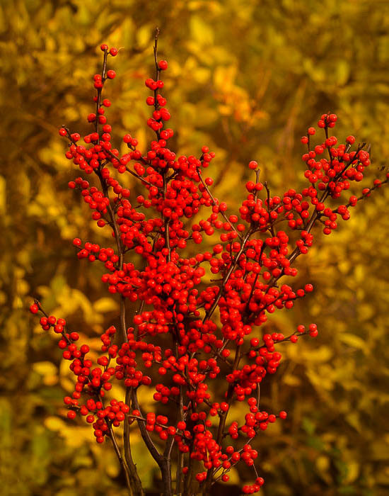 Berry Heavy® Winterberry Holly Bush For Sale | The Tree Center