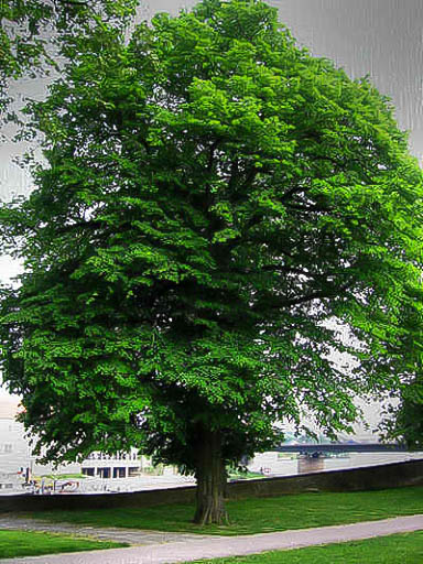 Black Birch Tree For Sale | The Tree Center™