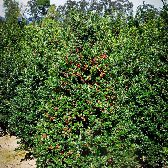 Blue Girl Holly For Sale Online | The Tree Center