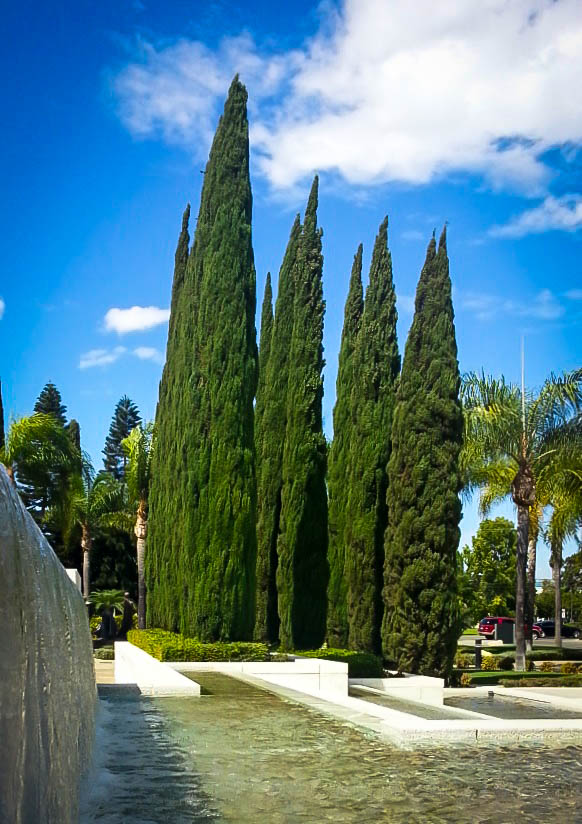 Blue Italian Cypress Trees For Sale Online The Tree Center Blue Italian Cypress Trees For Sale Online The Tree Center