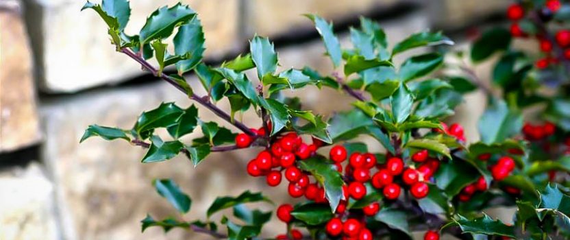 Cold Hardy Holly Bushes | The Tree Center™