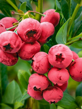 Buy Blueberry Bushes Online | The Tree Center™