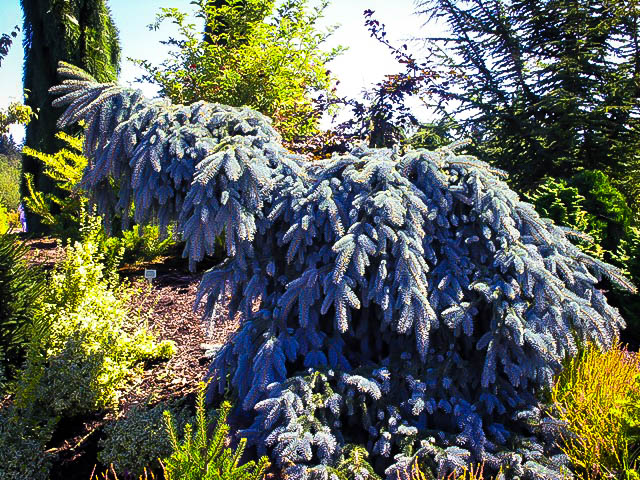 The Blues Weeping Colorado Spruce Trees For Sale | The Tree Center™
