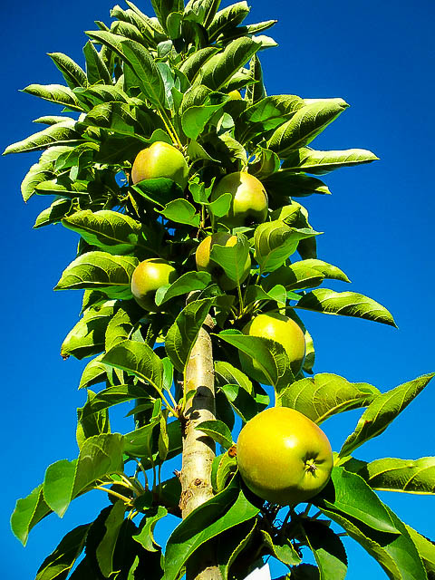 Blushing Delight Urban Apple Tree For Sale Online | The Tree Center