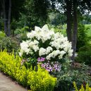 Bobo Hydrangea | The Tree Center™