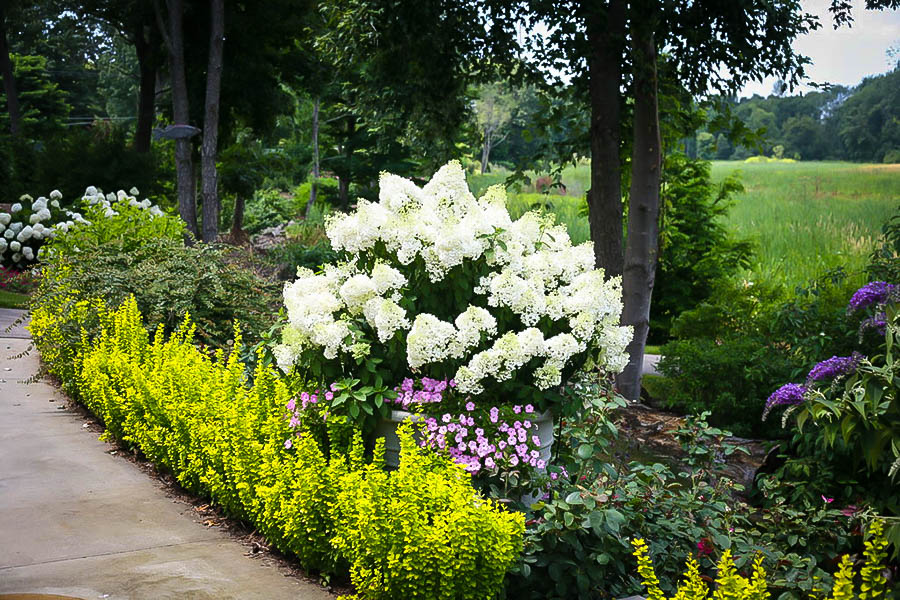 Bobo Hydrangea | The Tree Center™