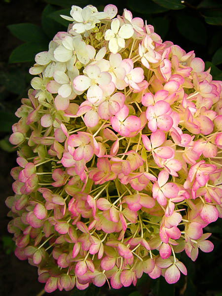 Bobo Hydrangea | The Tree Center™