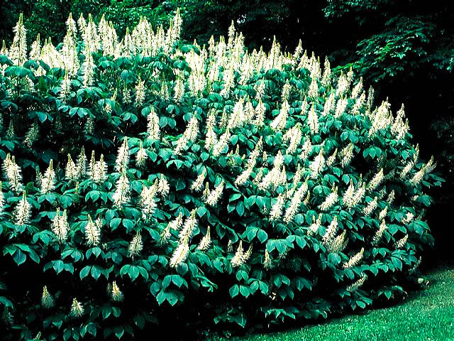 Bottlebrush Buckeye For Sale | The Tree Center™