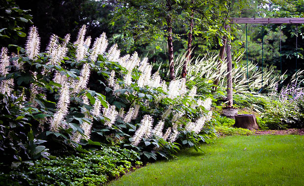 Bottlebrush Buckeye For Sale | The Tree Center™