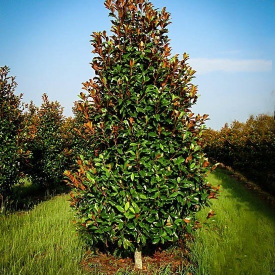 Brackens Brown Beauty Magnolia | The Tree Center