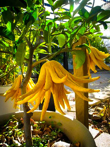 Buddha's Hand Citron Trees For Sale | The Tree Center™