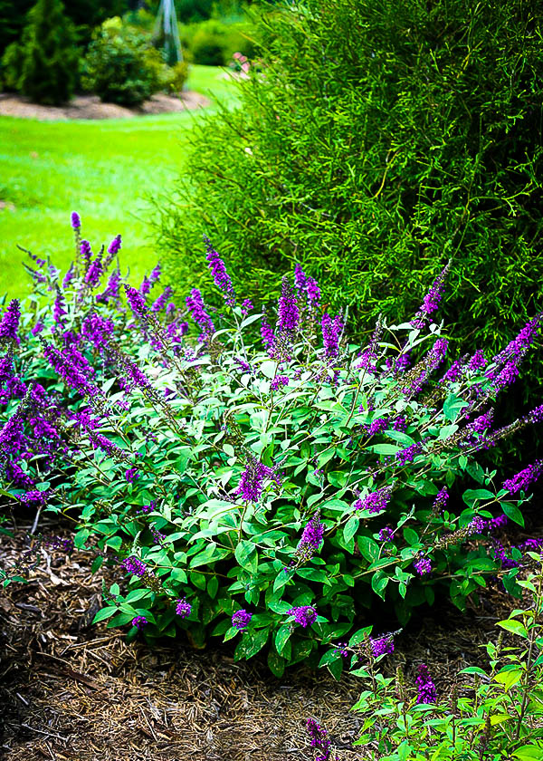 LO & BEHOLD® Blue Chip Jr. Butterfly Bush | The Tree Center™