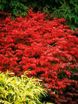 Dwarf Compact Burning Bush For Sale | The Tree Center™