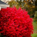 Burning Bush Plant For Sale | The Tree Center™